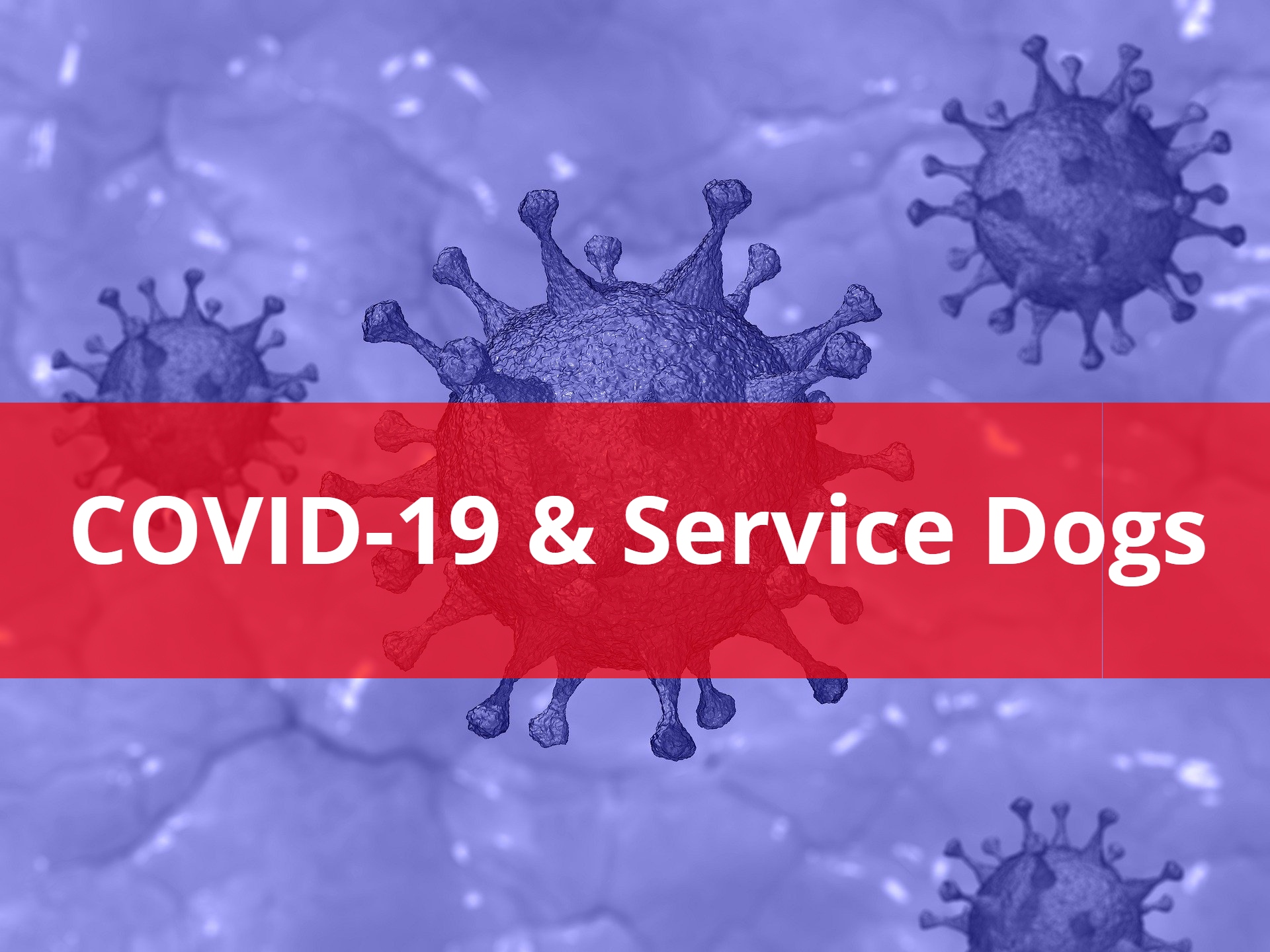 COVID-19 & Service Dogs – Washington State Service Dog Association